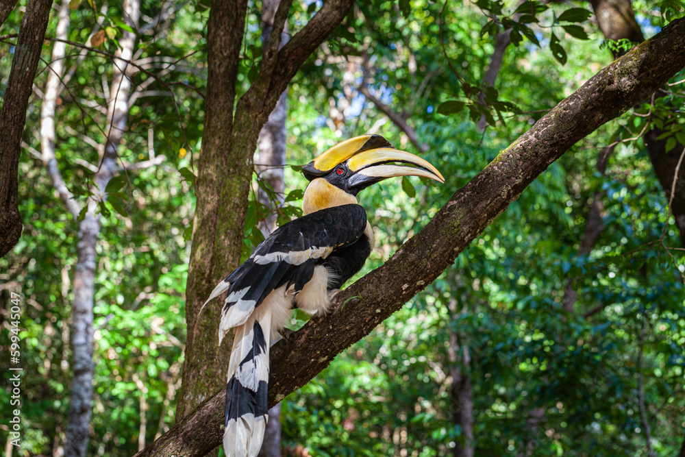 Hornbills are large, endangered, fruit-eating birds found across Asian ...