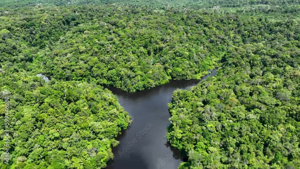 Amazon Forest At Manaus Amazonas Brazil. Forest Landscape Green Scene ...