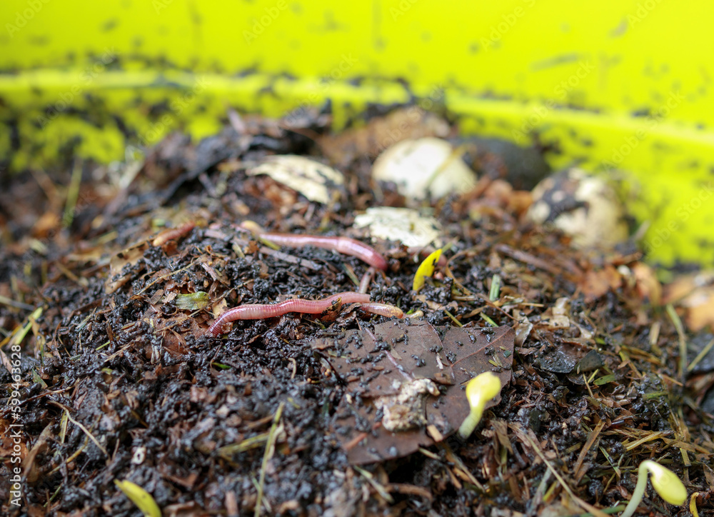 Composting worms on top of kitchen scraps, manure and dirt. Group of ...