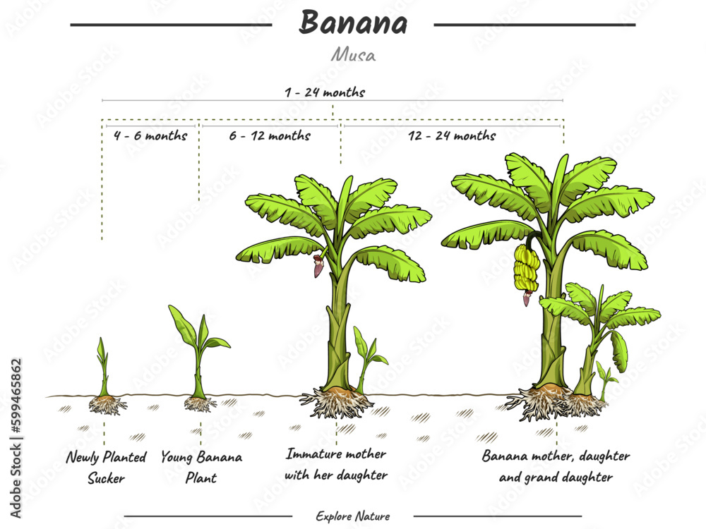 Banana Growing Stages. Time to grow a banana tree and its explanation ...
