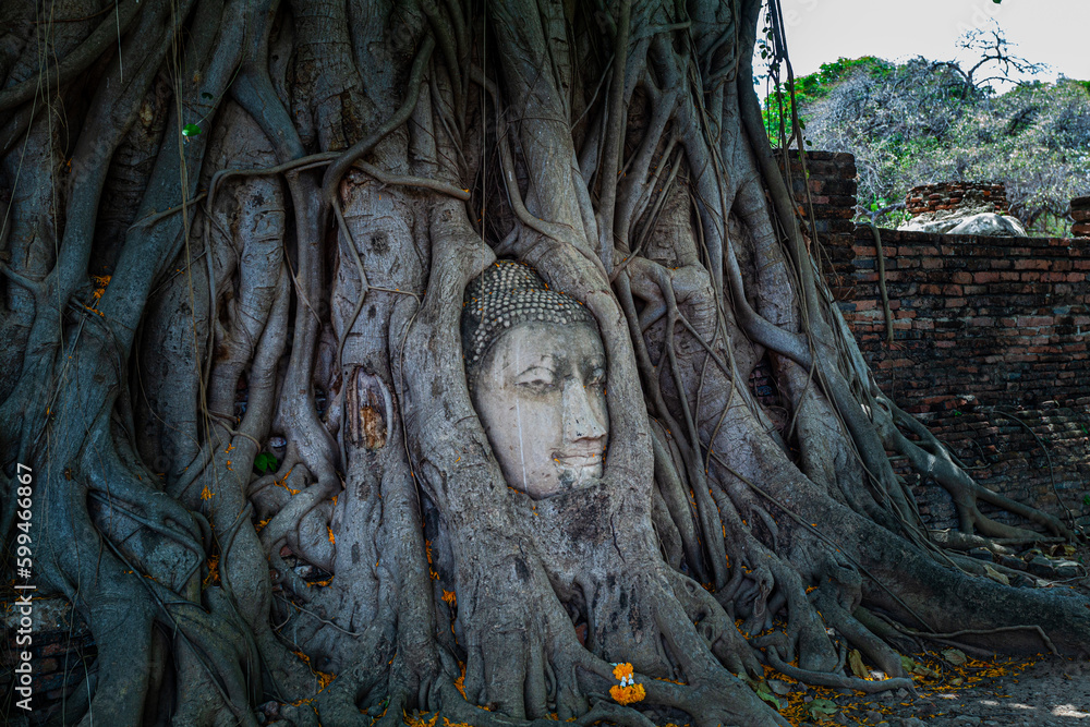 The root of the banyan tree wraps around the Buddha image until only ...