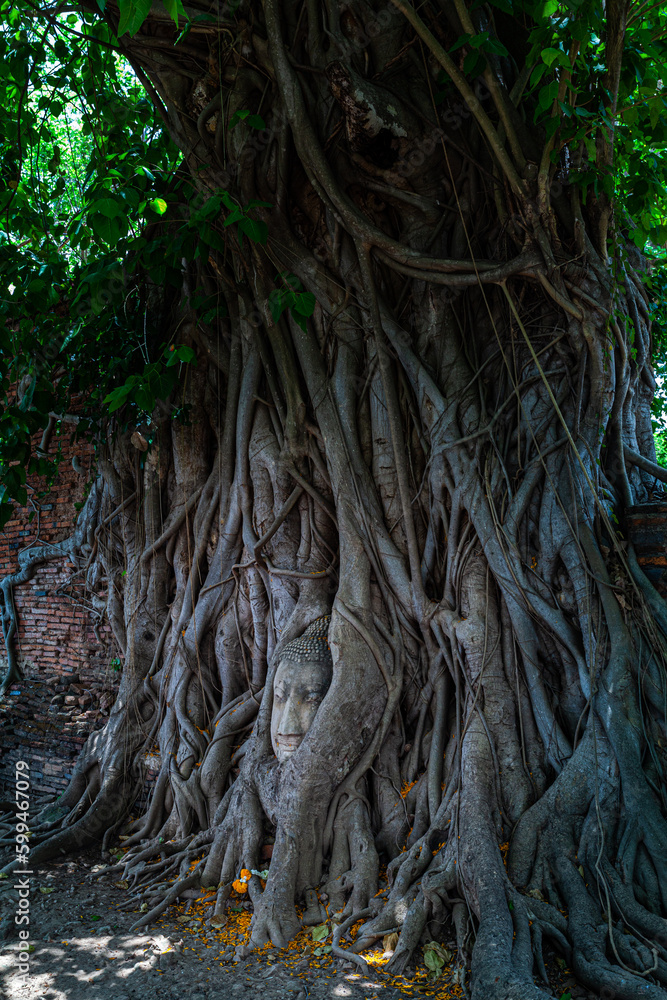 The root of the banyan tree wraps around the Buddha image until only ...