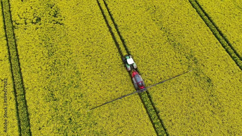Yellow canola field. Field of blooming rapeseed aerial view. Farm ...