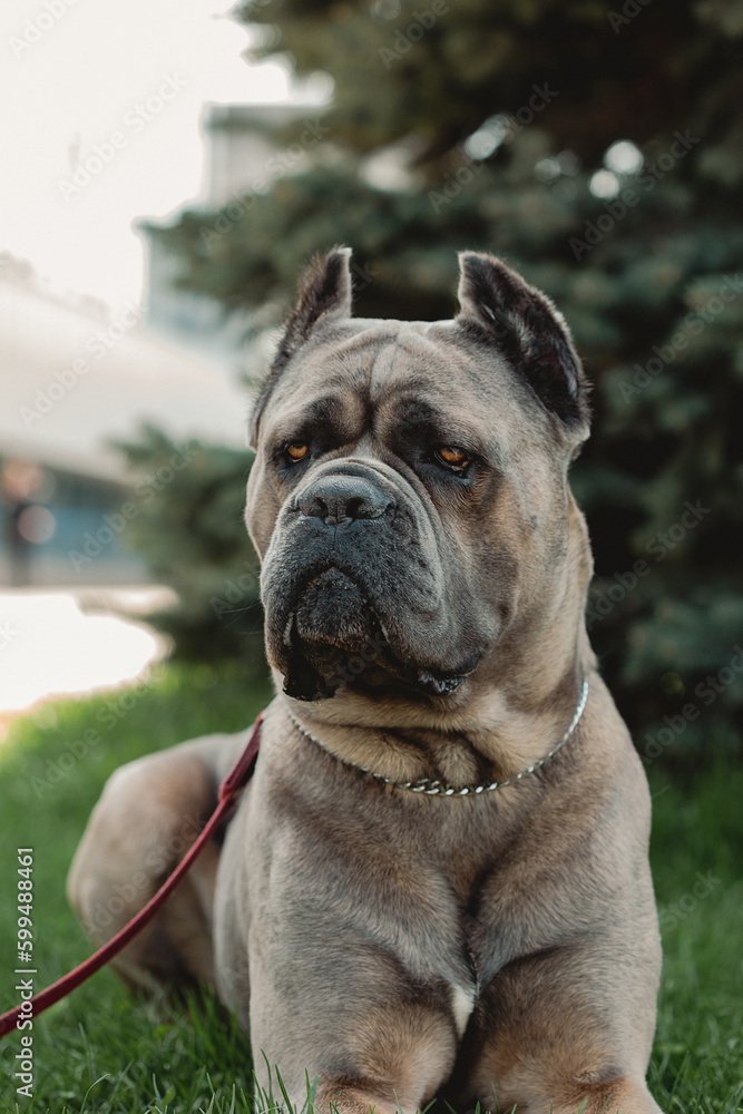 Cane Corso portrait. Cane Corso sits on green grass outdoors. Large dog ...