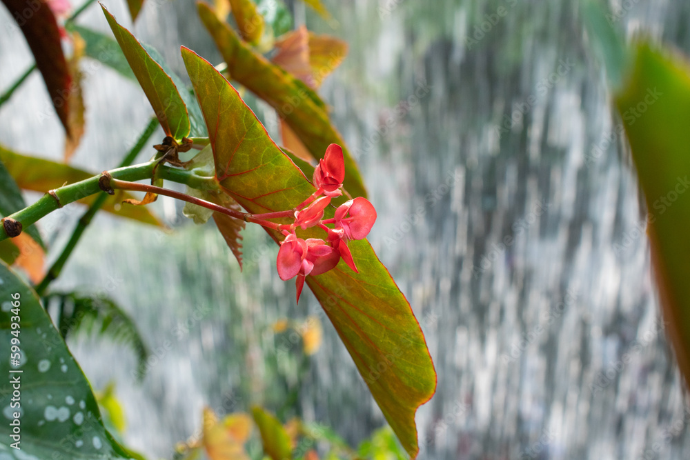 Angel-wing begonia | Scarlet begonia | Begonia coccinea Stock Photo ...