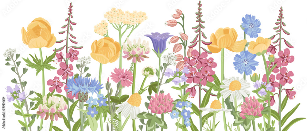 field flowers, vector drawing wild flowering plants at white background ...