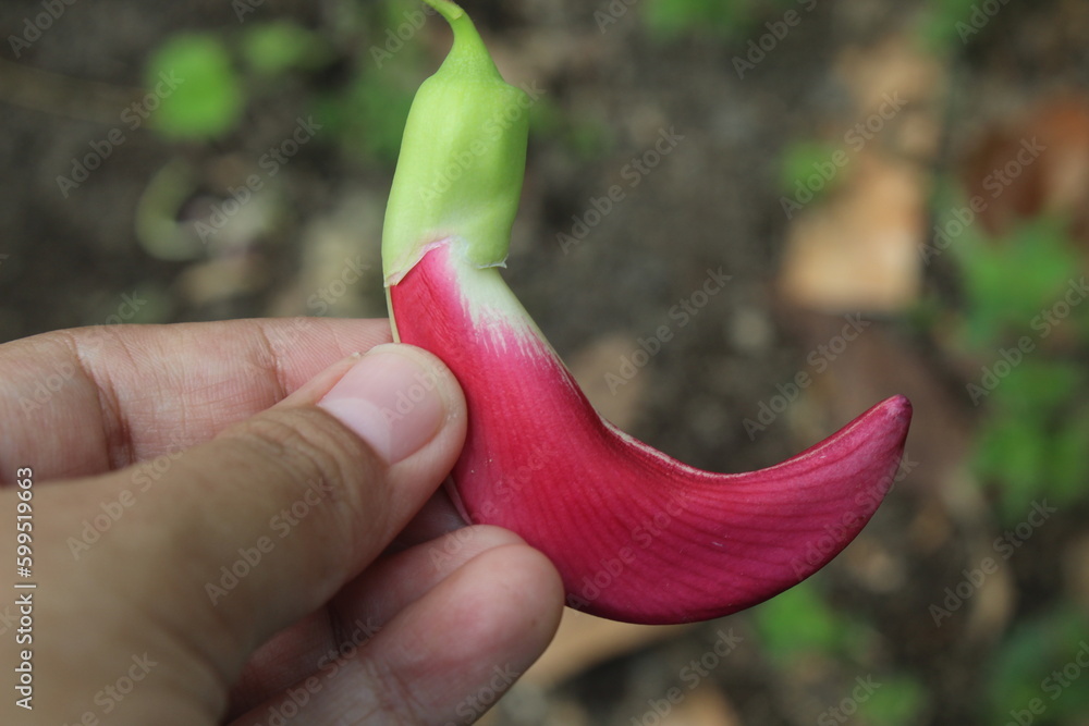 Turi (Sesbania grandiflora) abroad is called agama or hummingbird tree ...
