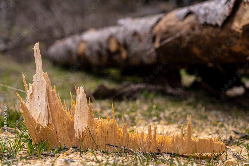 Residuo ligneo, scheggia seghettata di tronco tagliato in un bosco ...