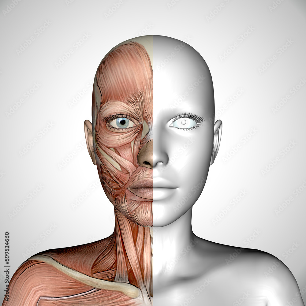 3D medical female face with half showing muscle map Stock Illustration ...