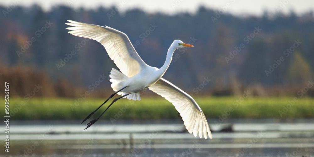 Ardea alba, white heron portrait. Great White Egret in flight with open ...
