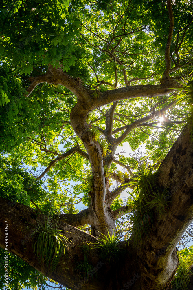 “Kapok“ or “Fromager“ (Ceiba pentandra) a tropical tree of the order ...