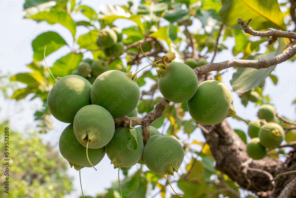 Raw green fruits of Tummy wood or Patana oak (Careya arborea Roxb ...