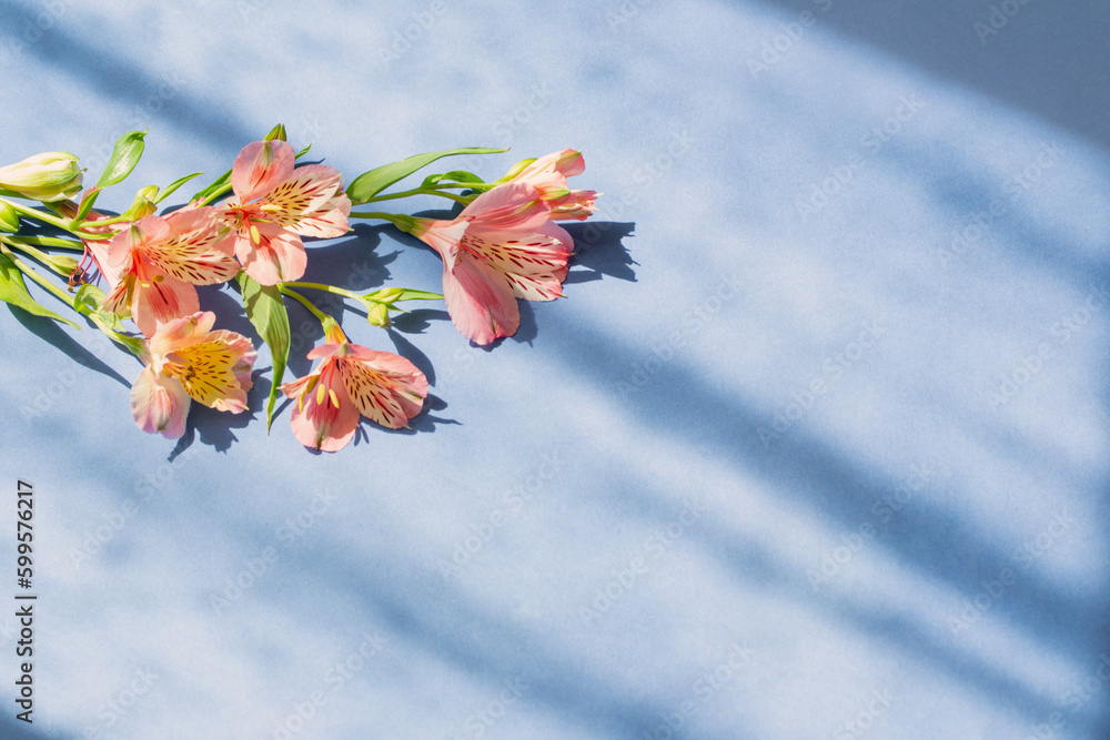 Blue Alstroemeria