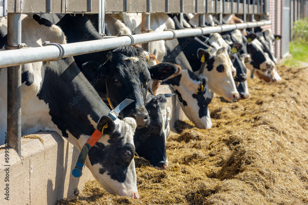 Selective focus face of black and white Dutch cows standing in the barn ...