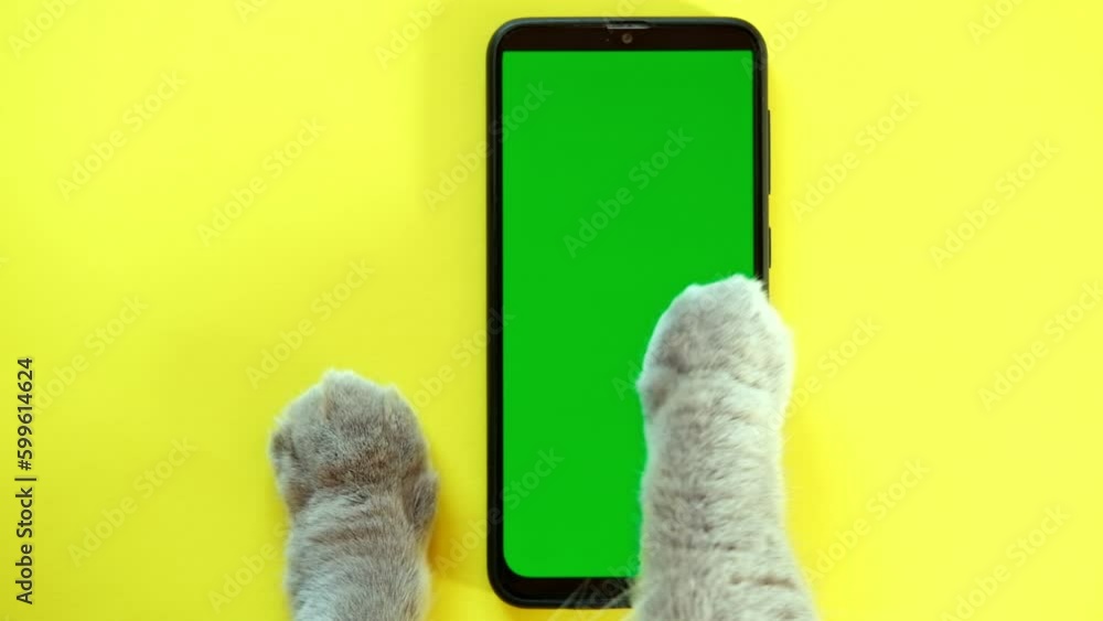 Cat paw touching, clicking, tapping and swiping phone with chromakey ...