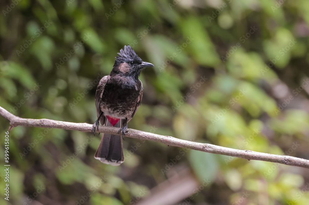 red-vented bulbul is a member of the bulbul family of passerines. It is ...