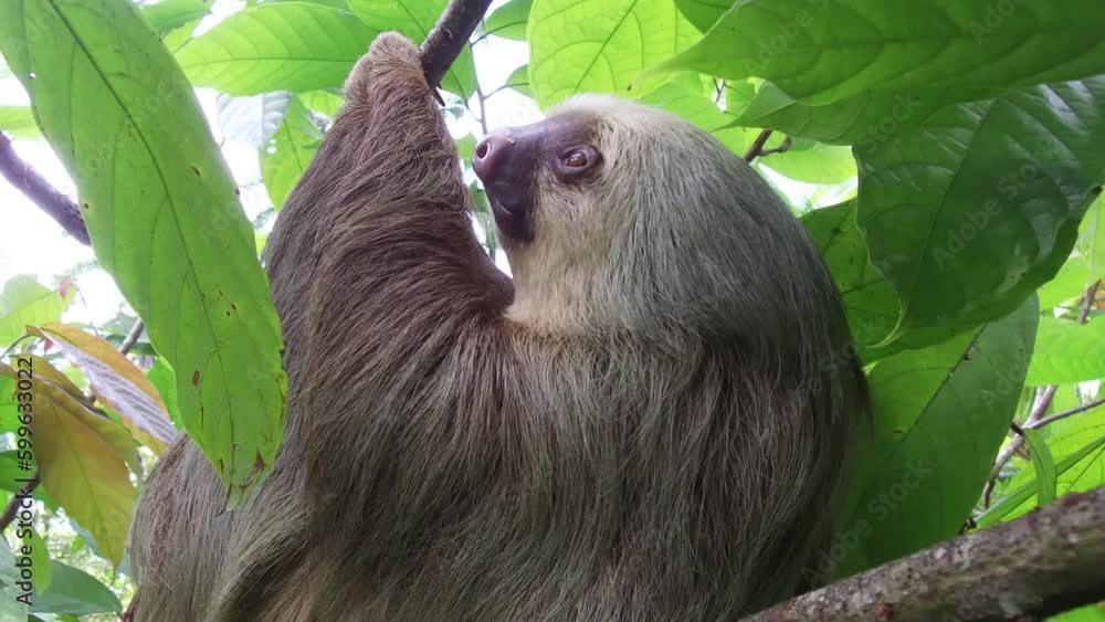Sloth on a tree. Costa Rica. Sloth hanging relaxed from a tree branch ...