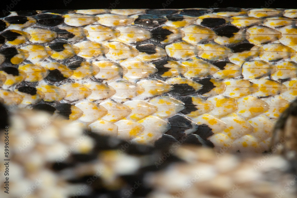 Colorful Scale of tropidonophis halmahericus keelback snake native to ...