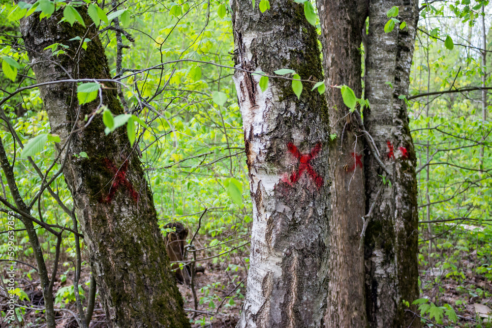 Trees marked for felling with red crosses Stock Photo | Adobe Stock