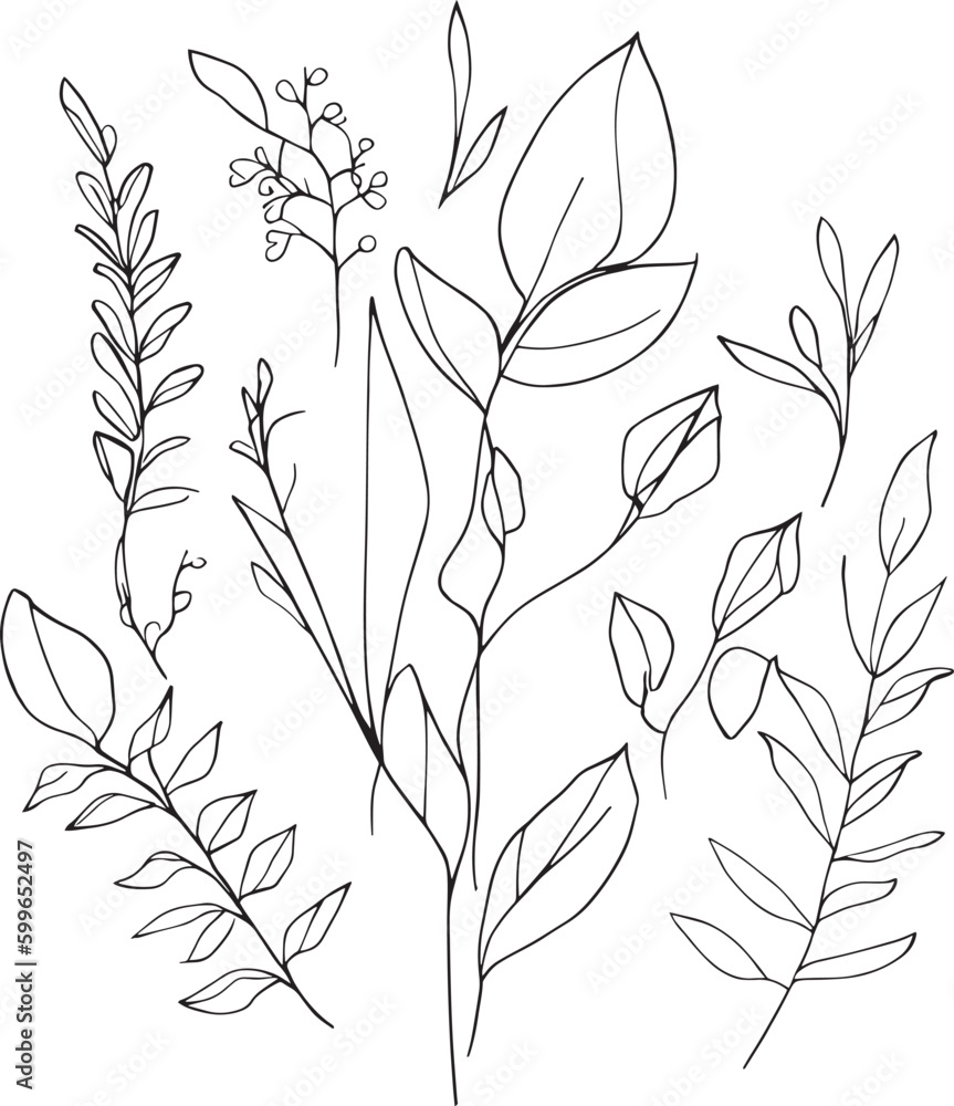 scientific botanical illustration, pencil botanical drawings, botanical ...