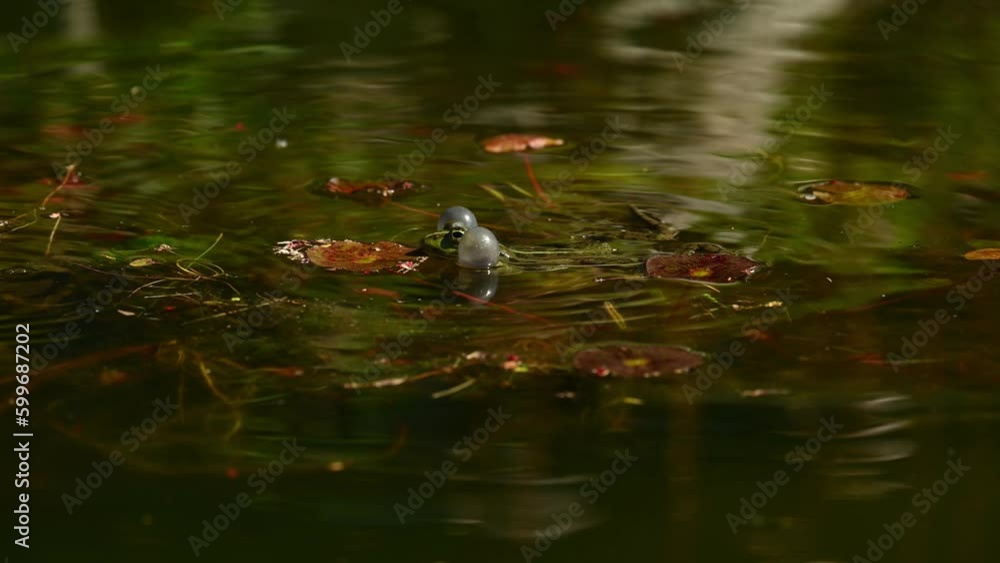 Frog crying in water. European common frog. Pelophylax lessonae calling ...