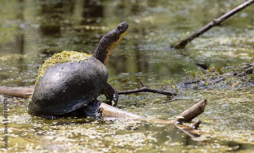Blanding Turtle, Endangered Beauty: Blanding Turtle in Its Natural ...