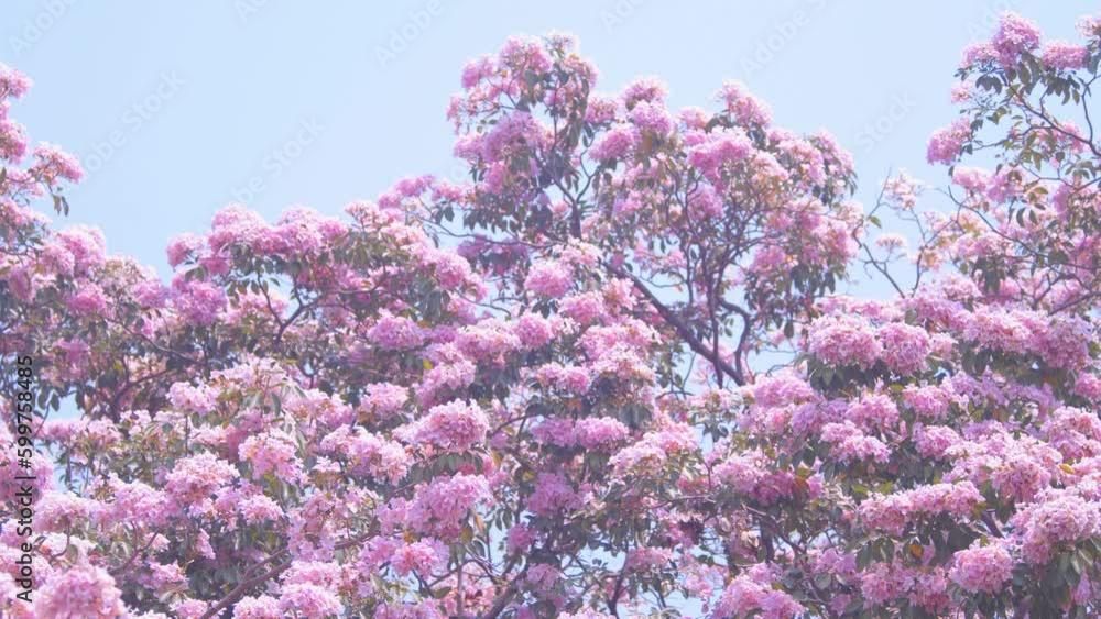 Tropical pink flowers named Tabebuia rosea swaying in the breeze with ...