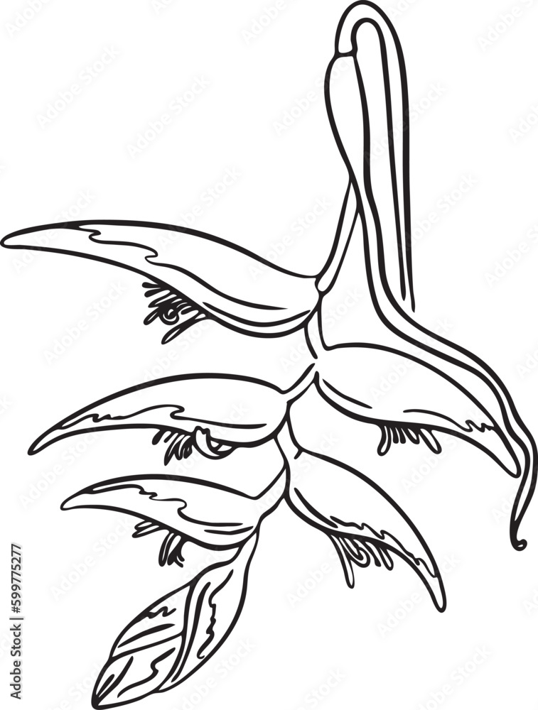 Flowers, botanical hand drawn illustration heliconia. Tropical. Vector ...