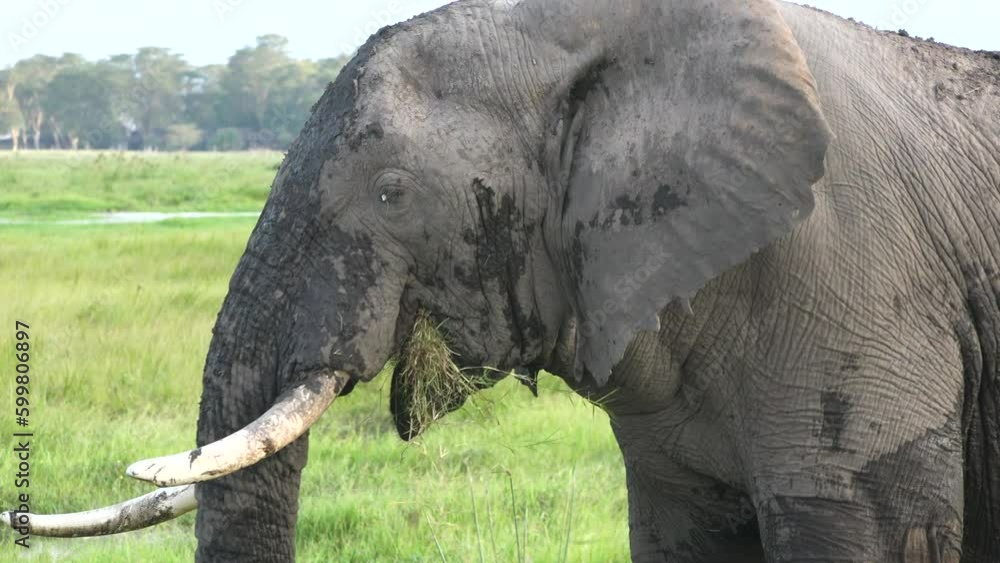 An African elephant eats grass. Single Elephant grazing in its natural ...