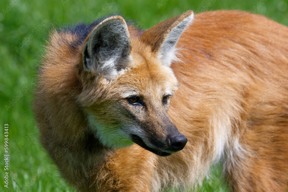 Maned Wolf (Chrysocyon brachyurus), a large canine of South America ...