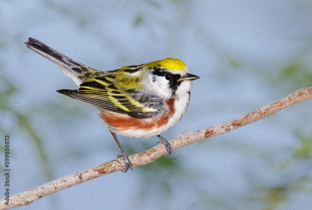 Chestnut-sided warbler (Setophaga pensylvanica) male during spring ...
