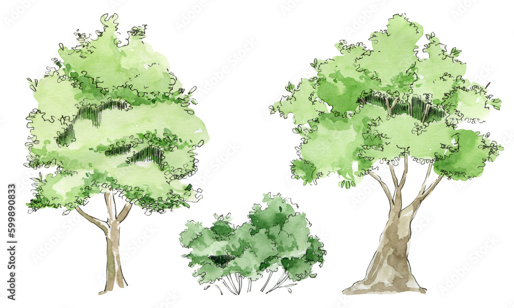 Green tree watercolor illustration, Hand drawn leafy and evergreen tree ...