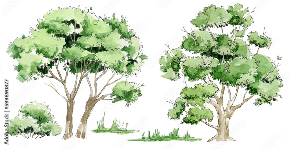 Green tree watercolor illustration, Hand drawn leafy and evergreen tree ...