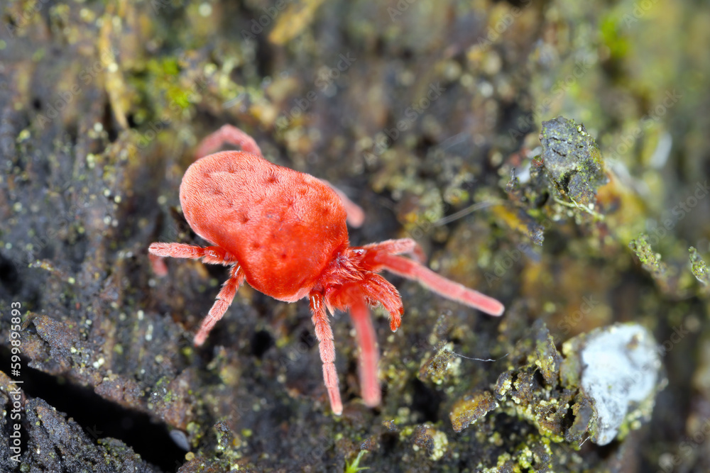 Velvet mite, Red mite, Velvet mites (Trombidium spec., Trombidium cf ...