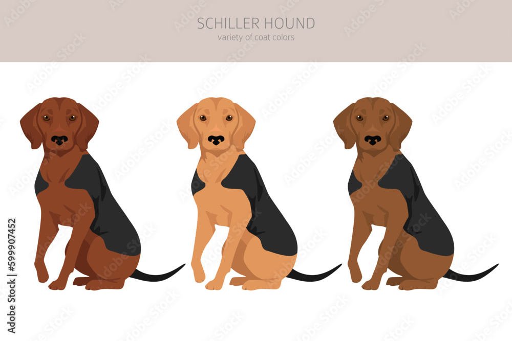 Schiller Hound clipart. All coat colors set. All dog breeds ...
