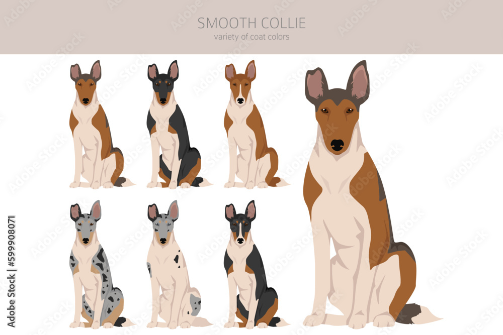 Smooth Collie coat colors, different poses clipart Stock Vector | Adobe ...