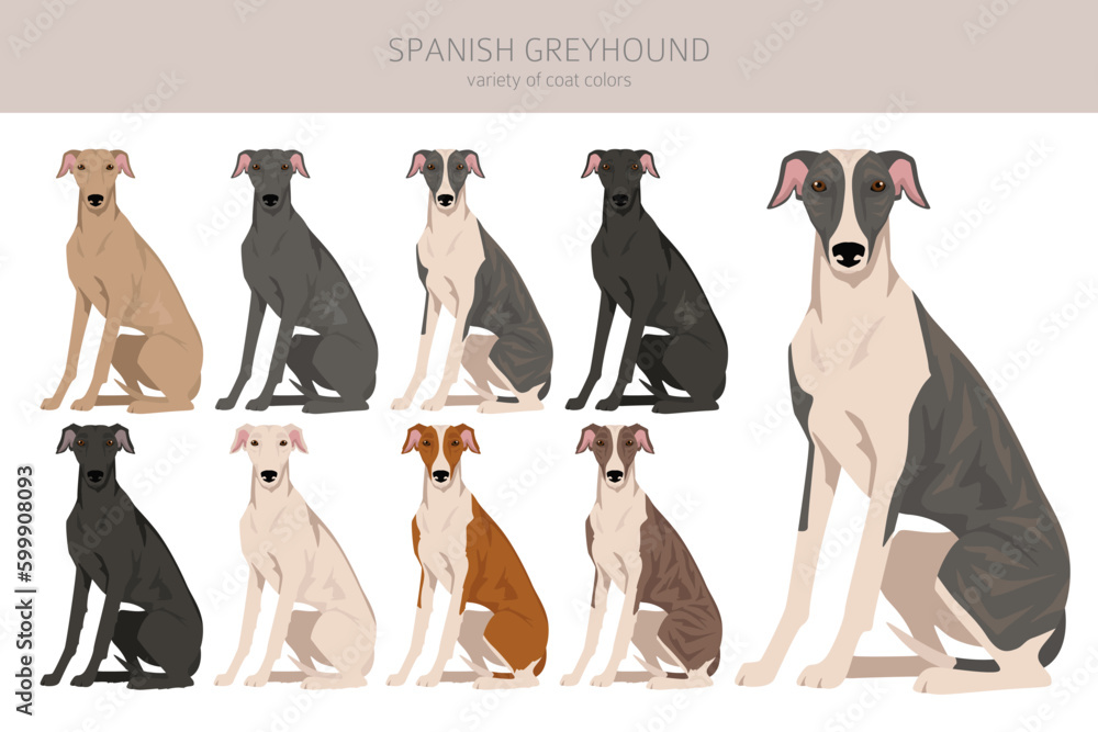 Spanish Greyhound clipart. All coat colors set. All dog breeds ...
