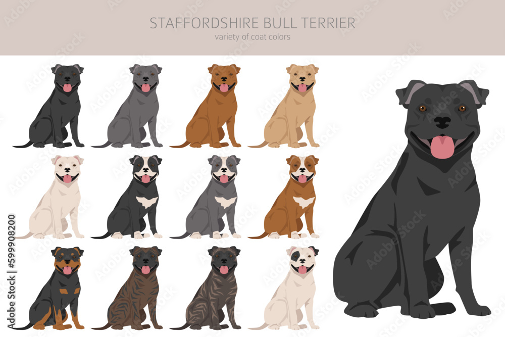Staffordshire bull terrier. Different variaties of coat color bully ...