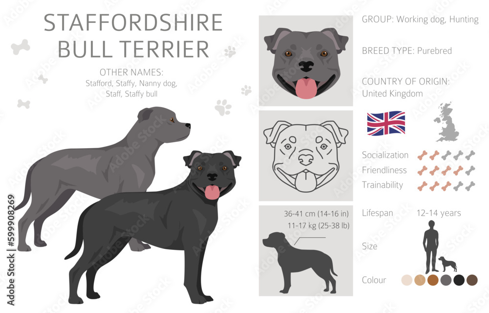 Staffordshire bull terrier. Different variaties of coat color bully ...