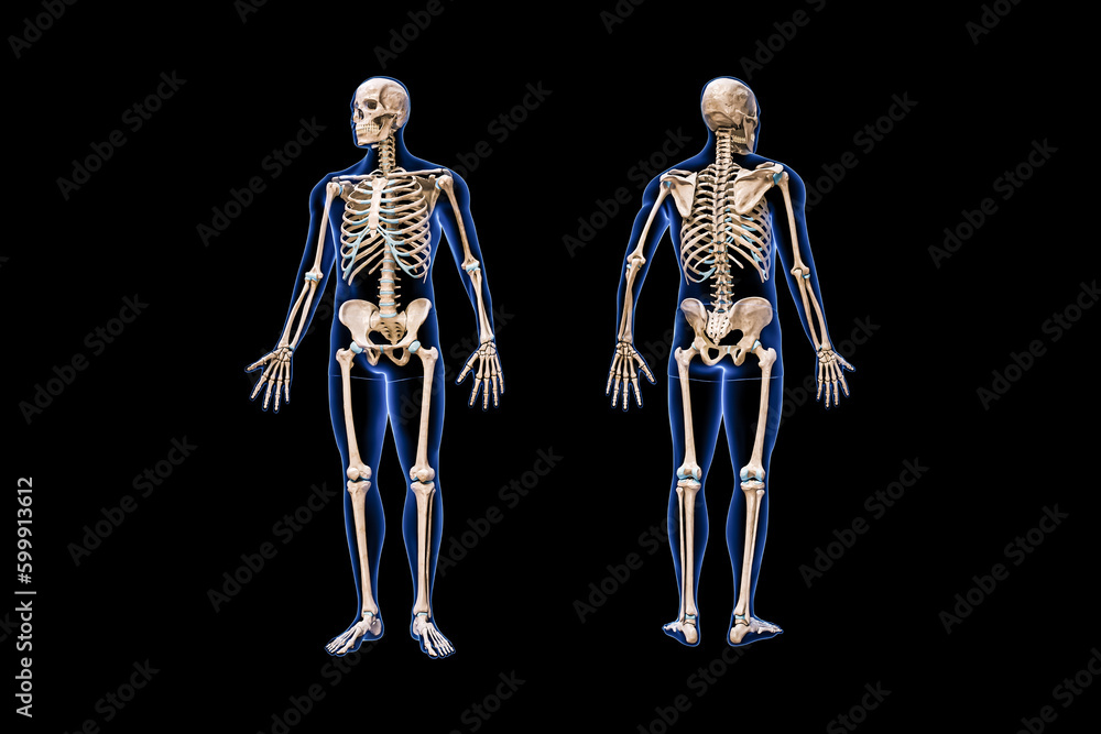 Front and back views of full human skeleton with male body 3D rendering ...