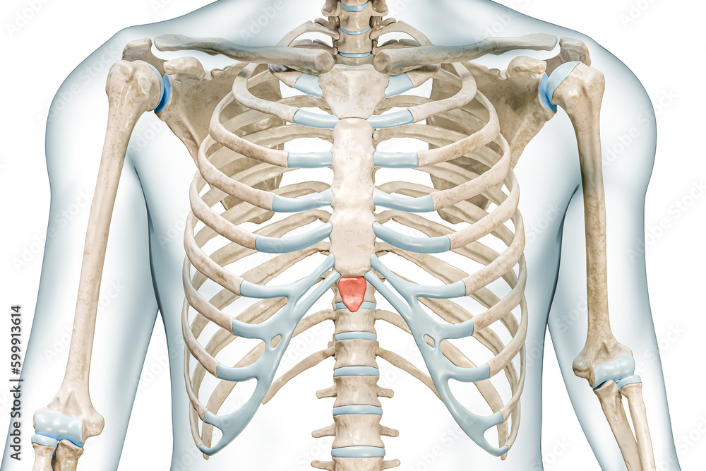 Xiphoid process bone of the sternum in red color with body 3D rendering illustration isolated on ...