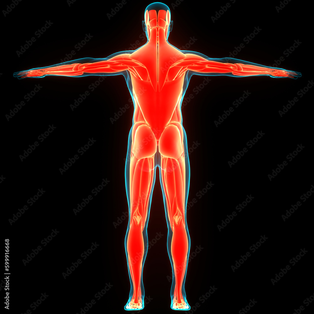 Human Body Muscular System Muscles Anatomy Stock Illustration | Adobe Stock