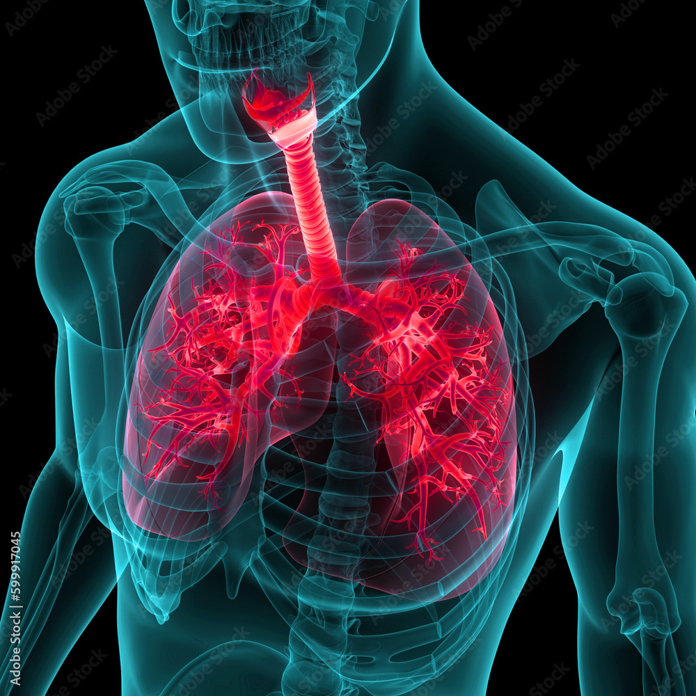 Human Respiratory System Lungs Anatomy Stock Illustration | Adobe Stock