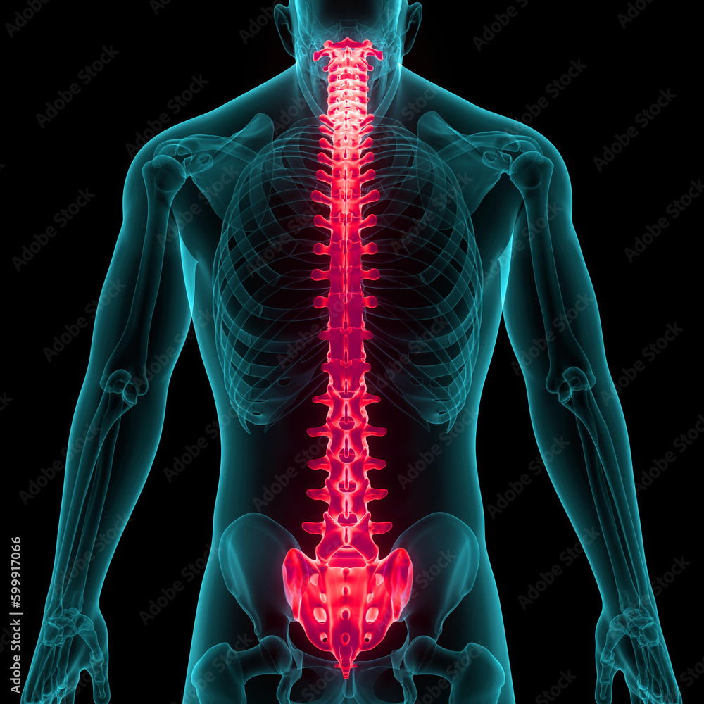 Spinal Cord Vertebral Column of Human Skeleton System Anatomy Stock ...