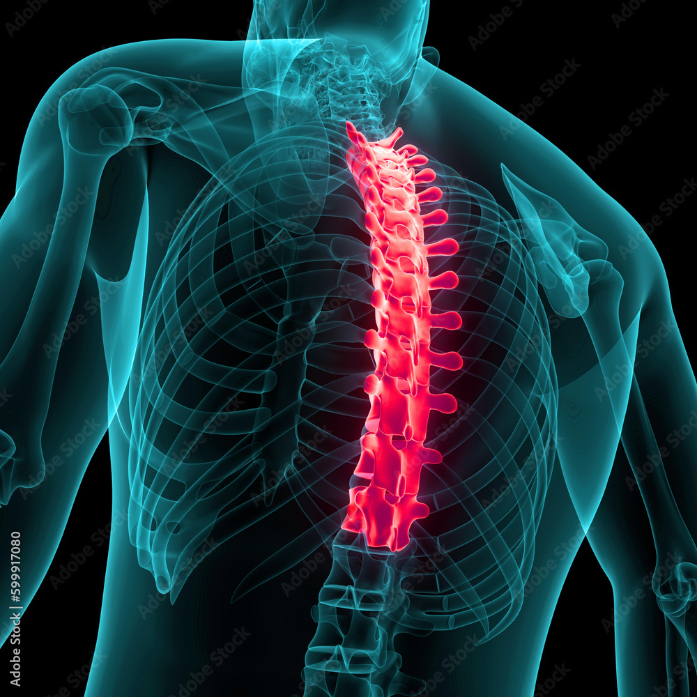 Spinal Cord Vertebral Column Thoracic Vertebrae of Human Skeleton ...