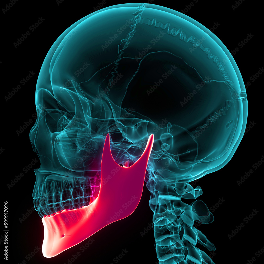 Human Skeleton System Skull Bone Parts Mandible Anatomy Stock ...