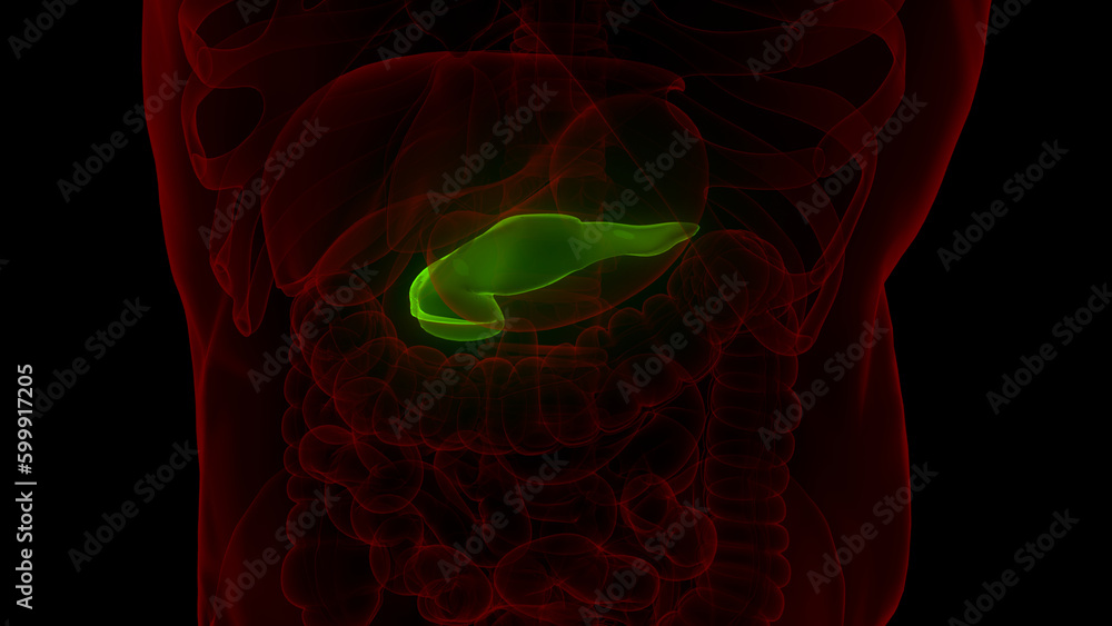 Human Internal Organ Pancreas Anatomy Stock Illustration | Adobe Stock