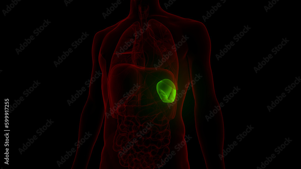 Human Internal Organs Spleen Anatomy Stock Illustration | Adobe Stock