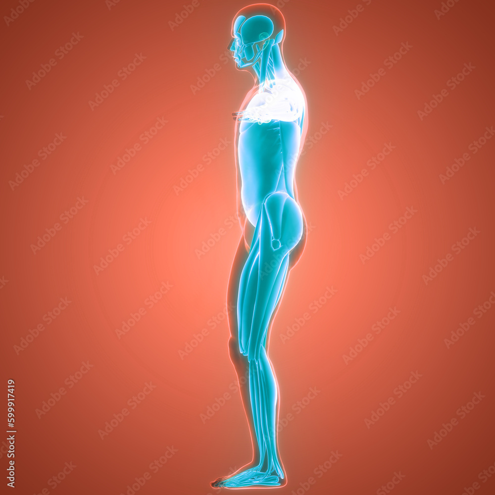 Human Muscular System Muscles Anatomy ilustração do Stock | Adobe Stock