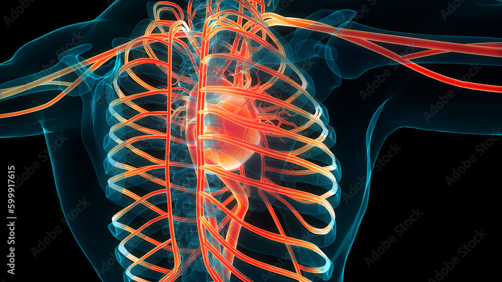 Human Circulatory System Heart Anatomy Stock Illustration | Adobe Stock